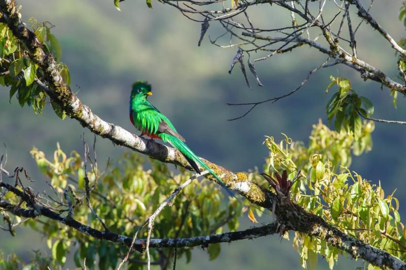 Birding Costa Rica with Local Bird Watching Experts | Costa Rica Focus