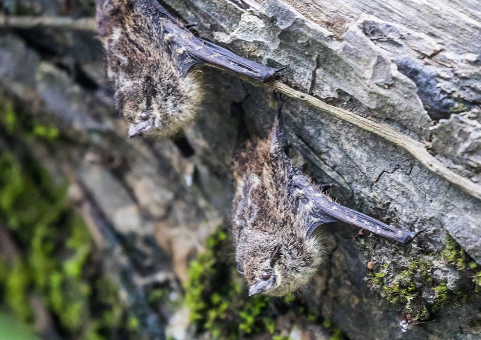 Travel Photos | Birding Photos | Costa Rica Focus