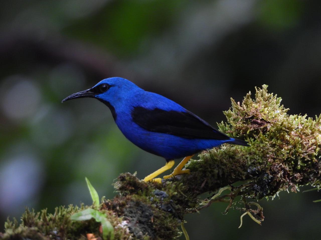 Top Ten Birding Destinations in Costa Rica Plus Must See Birds