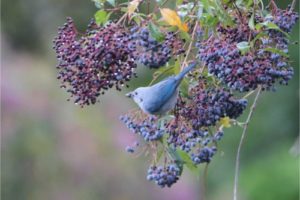 A Guide to the Most Beautiful Birds of Costa Rica