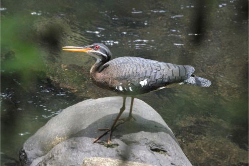 A Guide to the Most Beautiful Birds of Costa Rica