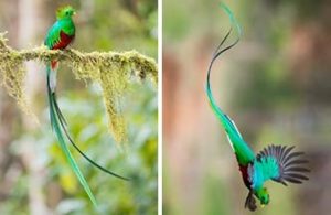 Birding Monteverde Costa Rica - A Complete Guide