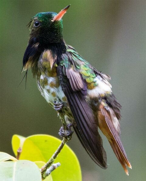 Best Spots for Spotting Hummingbirds in Costa Rica