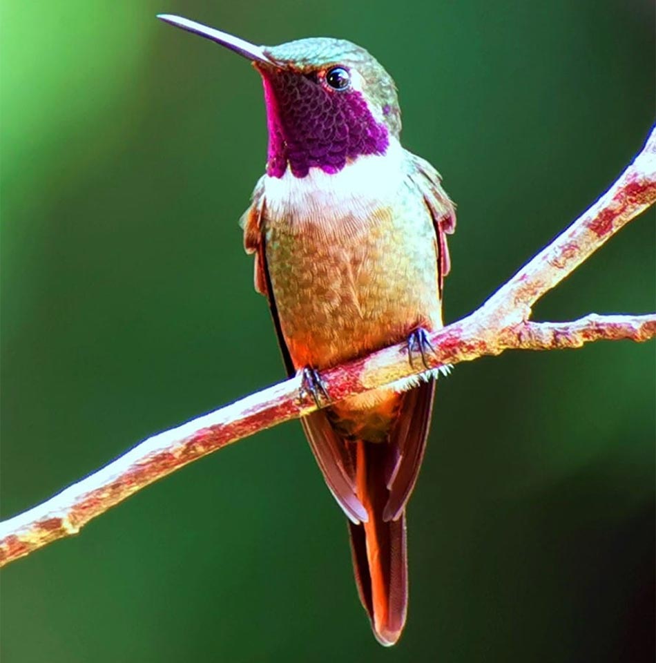 Virgen del Socorro - Costa Rica Focus