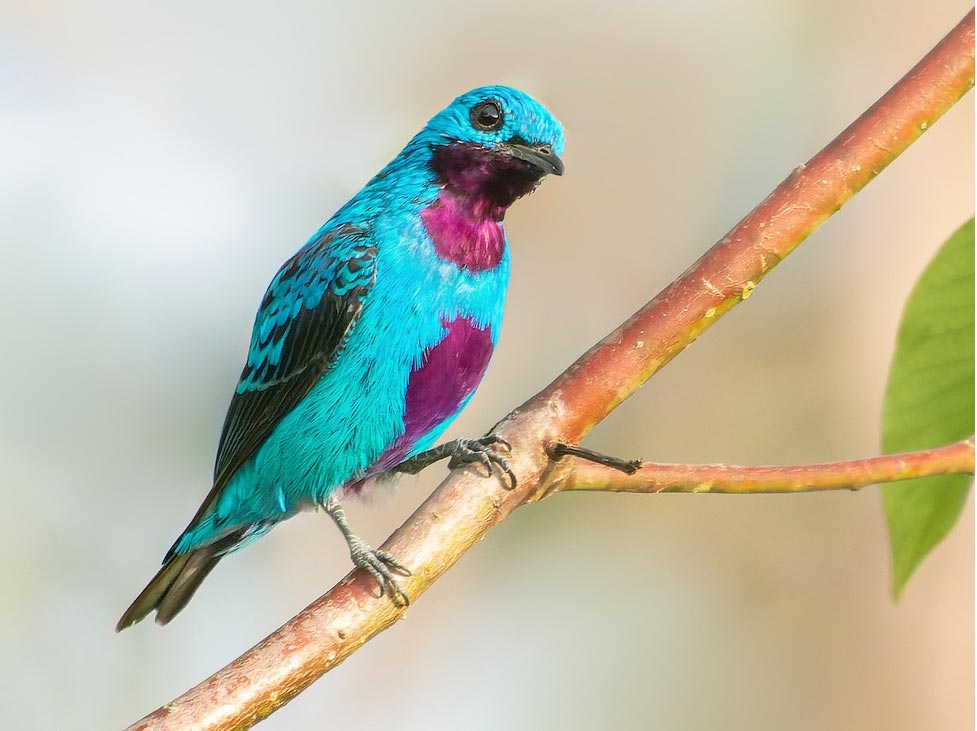 Birding the Southern Zone of Costa Rica - A Complete Guide