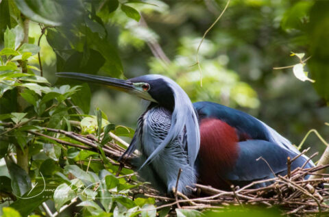 Birding Costa Rica with Local Bird Watching Experts | Costa Rica Focus
