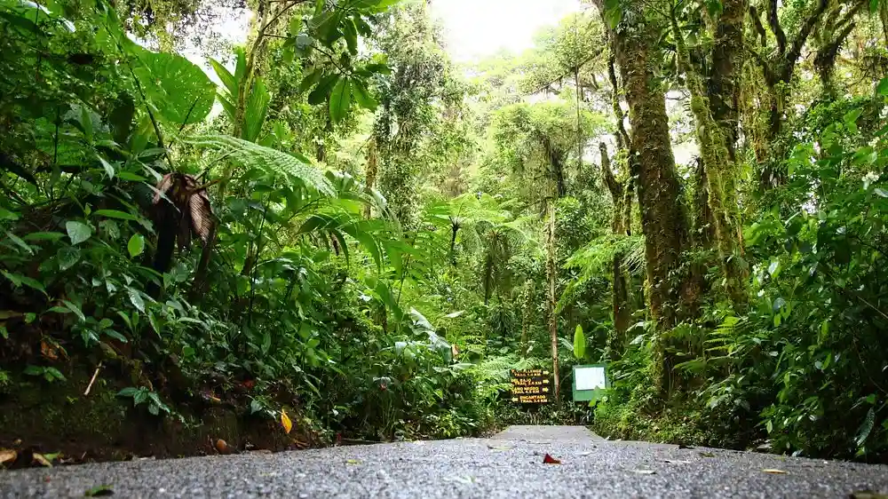 Santa Elena Cloud Forest Reserve - Costa Rica Focus