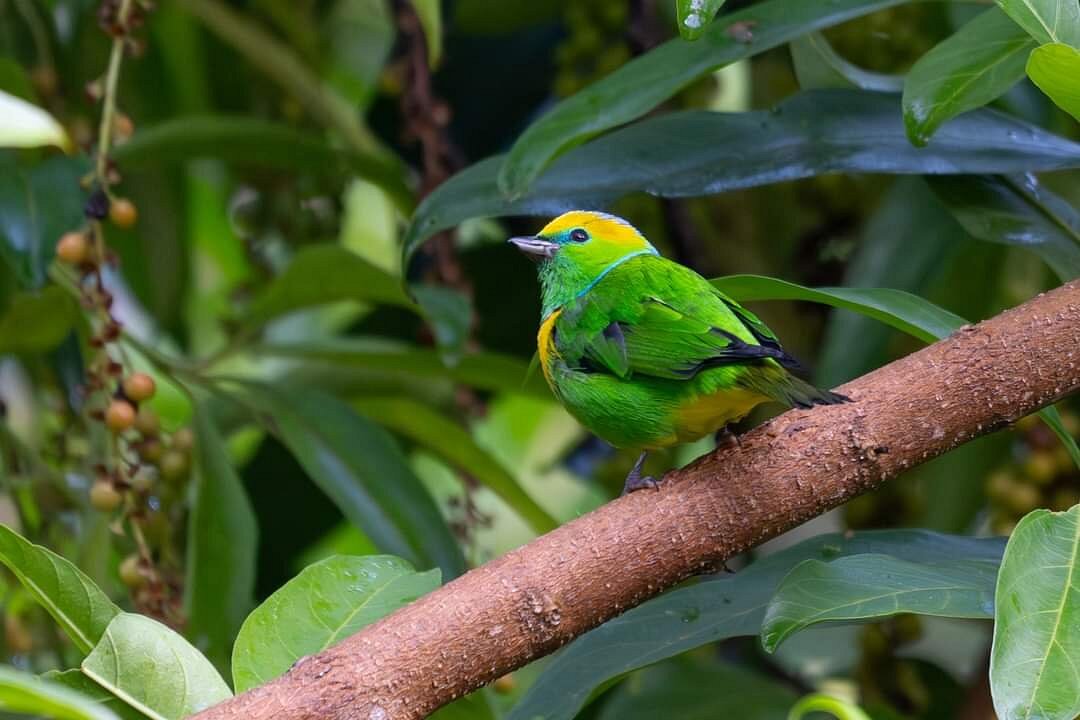 Costa Rica Birding Sampler Tour - Costa Rica Focus