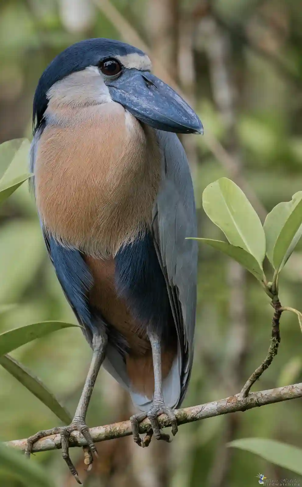 Boat-billed Heron - Costa Rica Focus