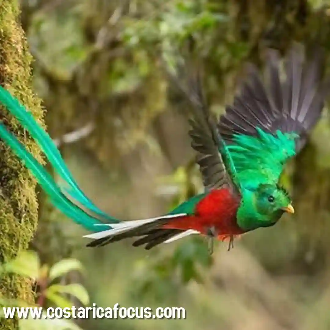 Resplendent Quetzal - Costa Rica Focus
