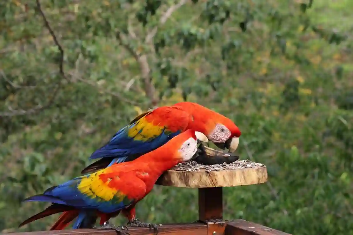 Cerro Lodge Gardens and Feeders - Costa Rica Focus