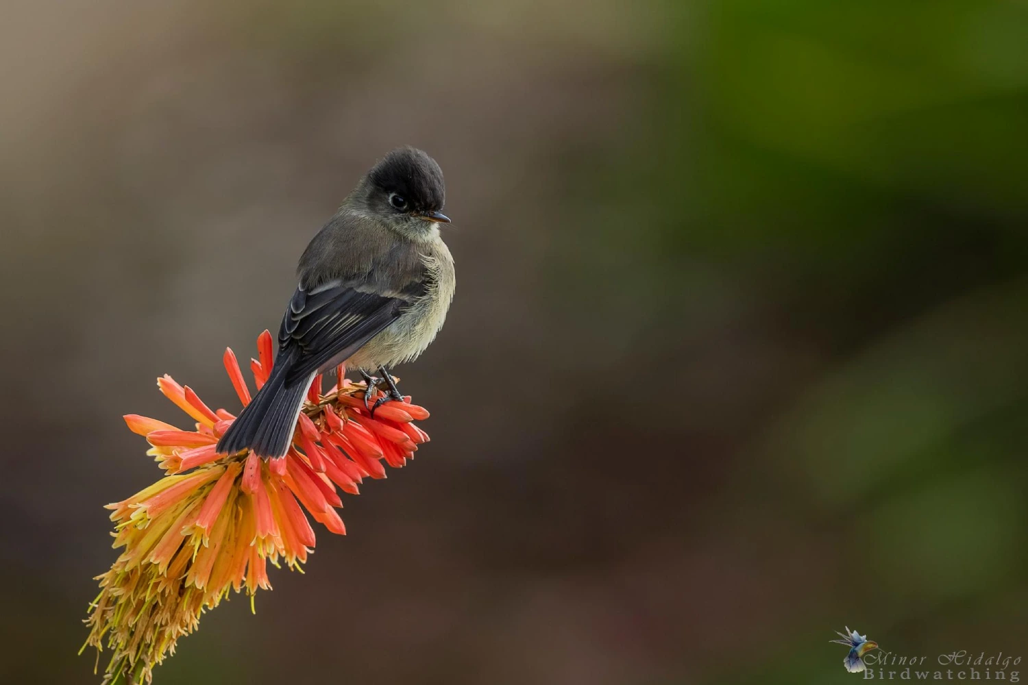 Black-capped Flycatcher - Costa Rica Focus