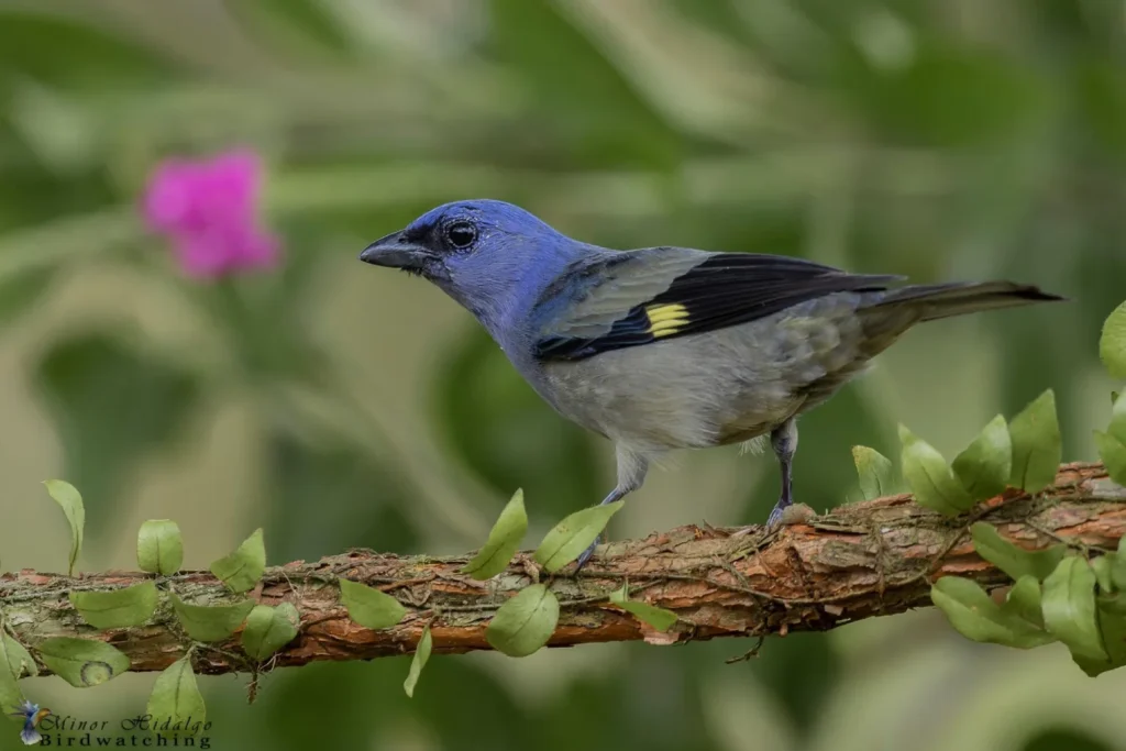 Yellow-winged Tanager - Costa Rica Focus